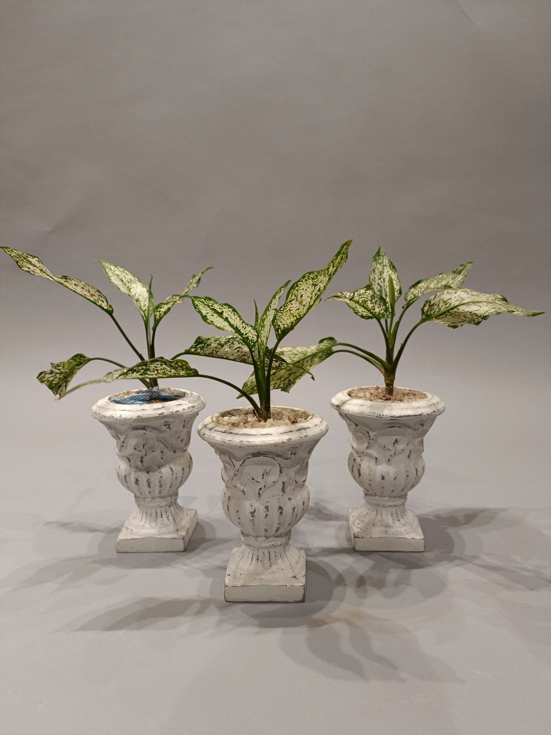 Ivory Lush All-Weather Plant Collection – Bareeki